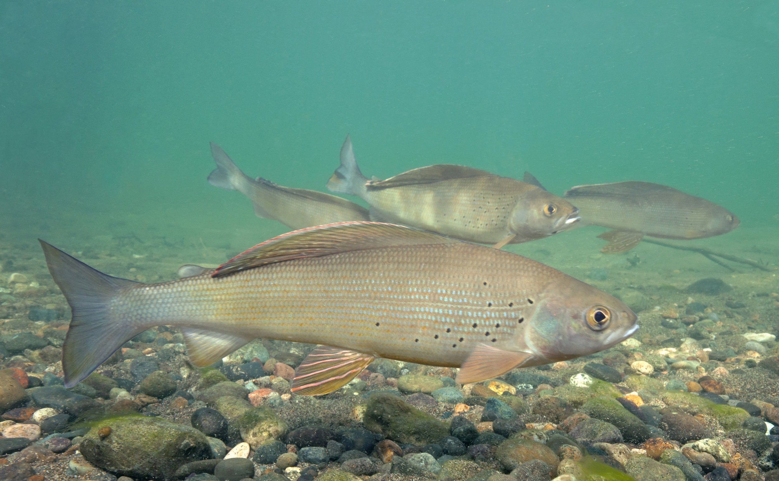 Grayling — TROUT AND SALMON PHOTOGRAPHY