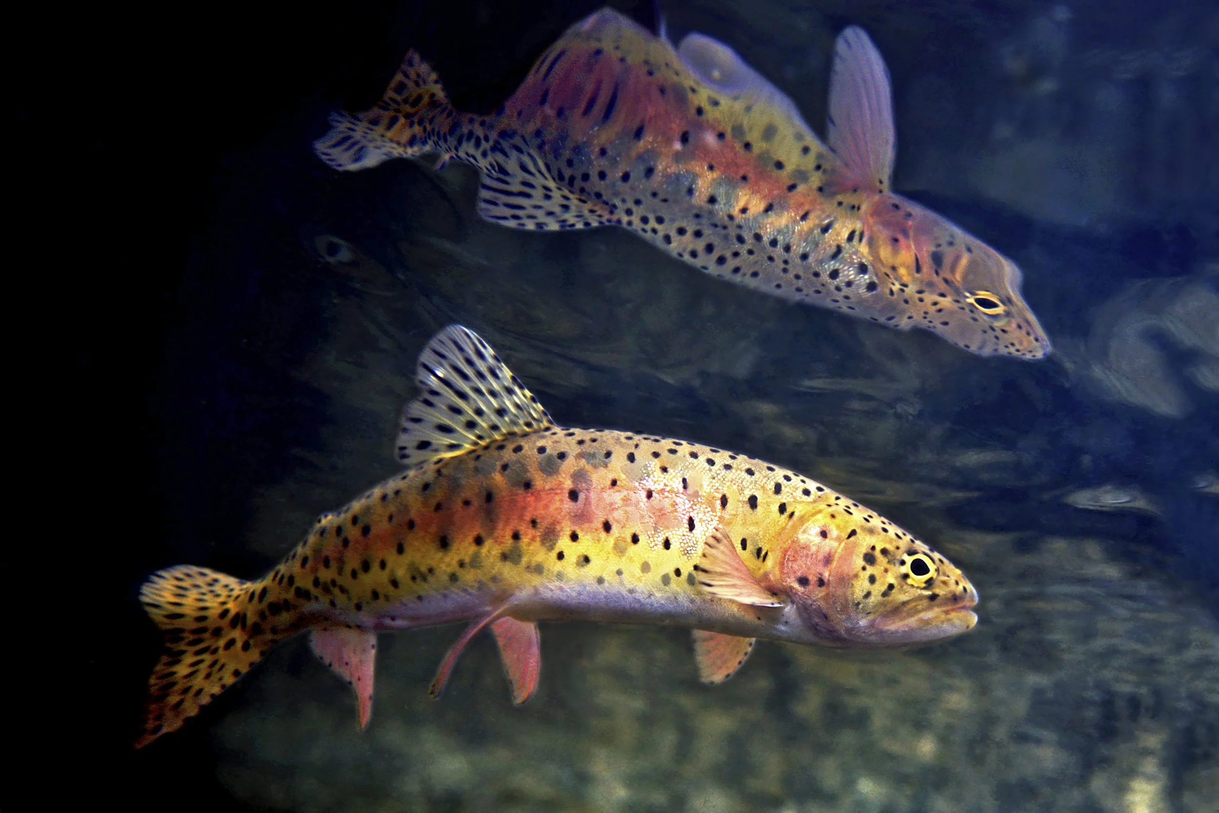 Bonneville Cutthroat-Lahontan Cutthroat--Kokanee-Rio Grande Cutthroat ...