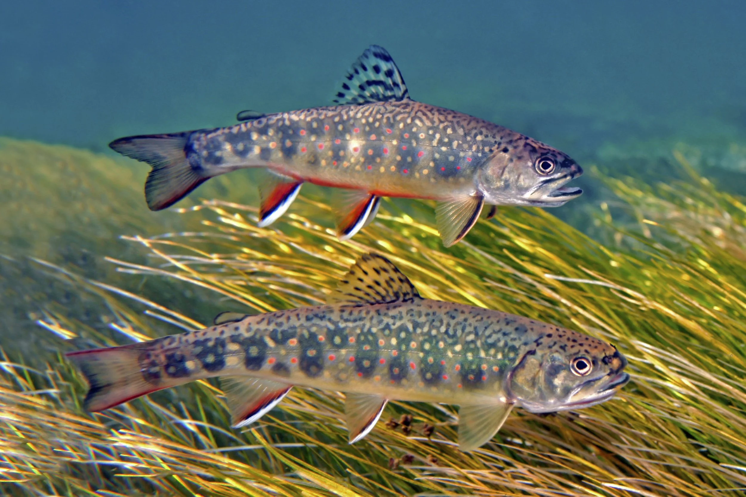 Brook Trout — TROUT AND SALMON PHOTOGRAPHY