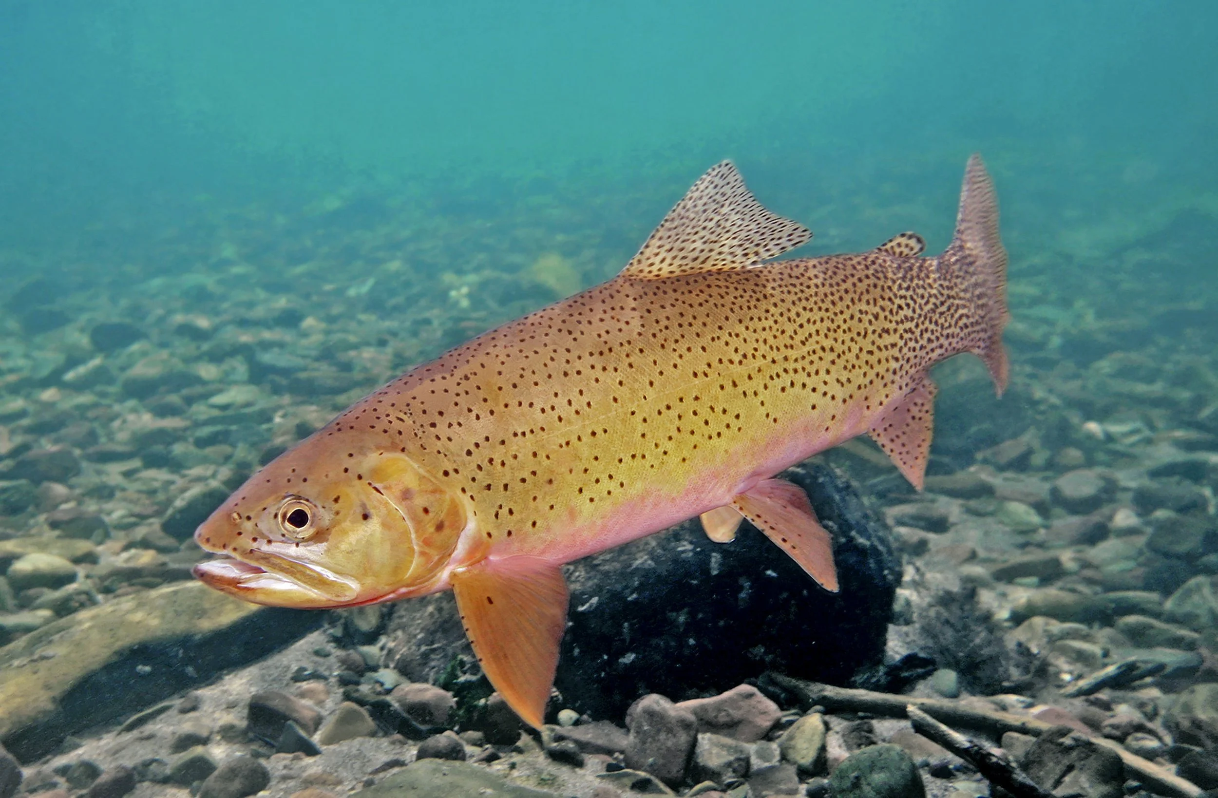 Westslope Cutthroat — TROUT AND SALMON PHOTOGRAPHY