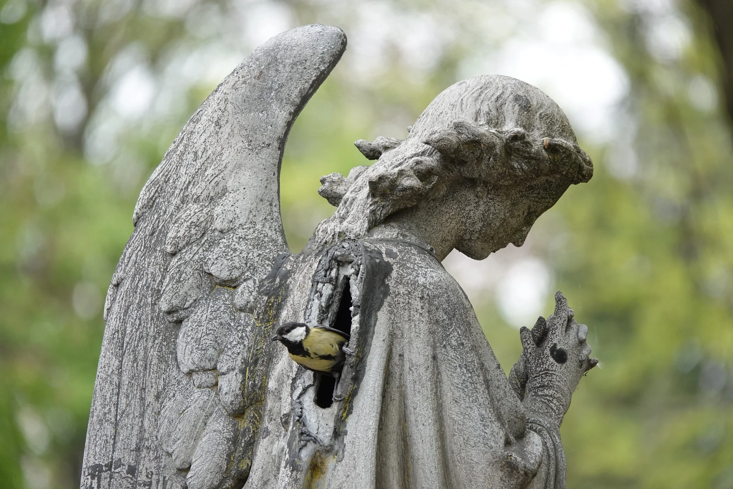 Restoring nature in the Ivry Cemetery, on the fringes of Paris ...