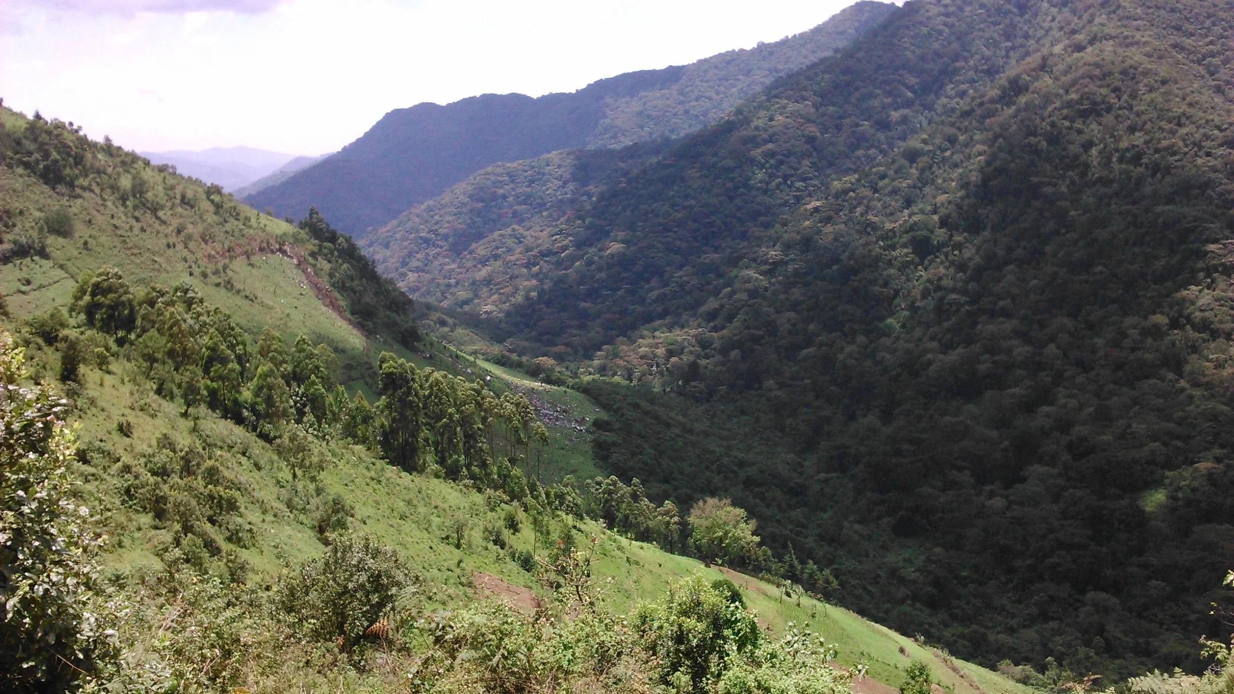 Ugandan Government Investigates Threat to Kafuga Forest — International ...