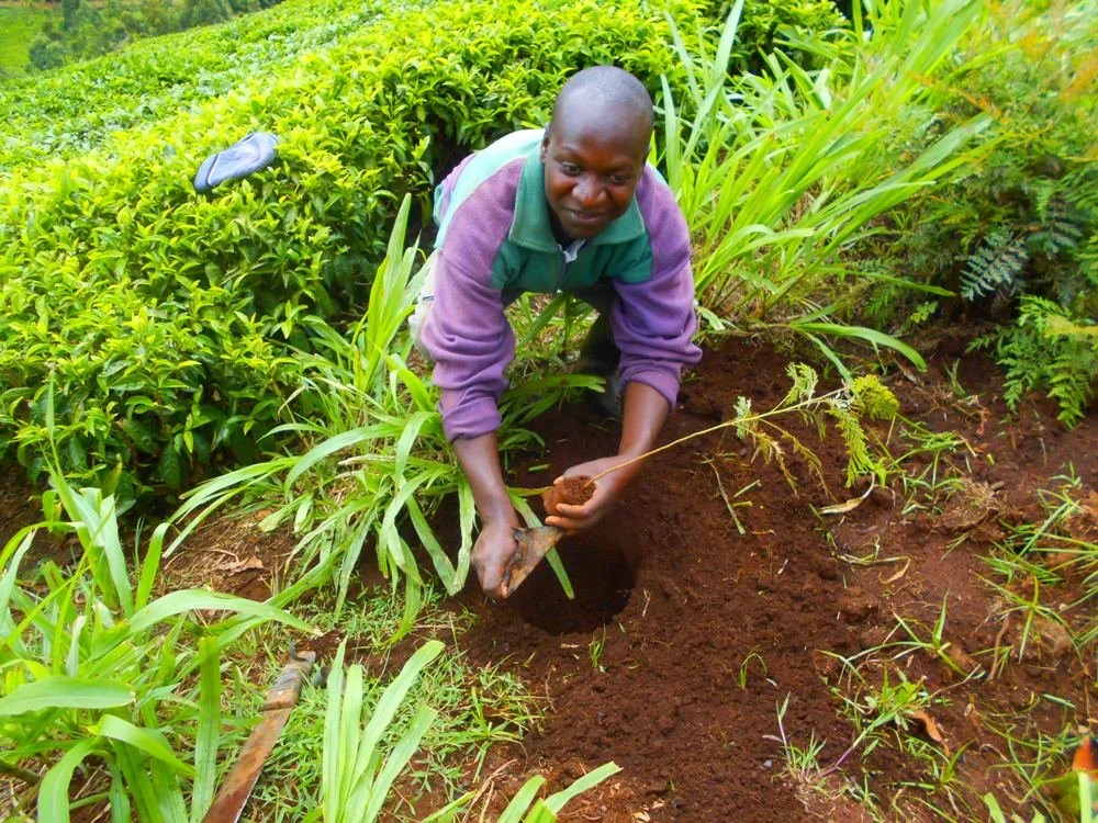 Spotlight: Importance of Agroforestry — International Tree Foundation