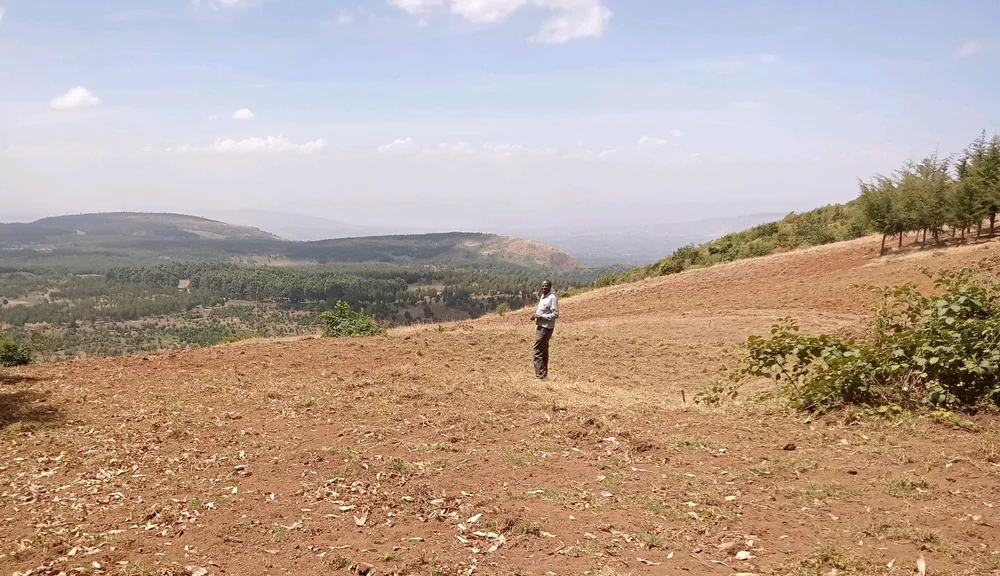 Nakuru's green revival: forest restoration sparks a waterway ...