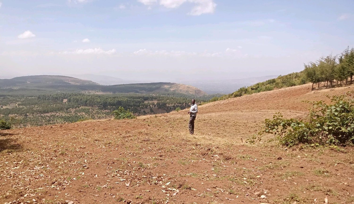 Nakuru's green revival: forest restoration sparks a waterway ...
