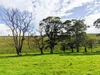 The elegance of dead standing trees — International Tree Foundation