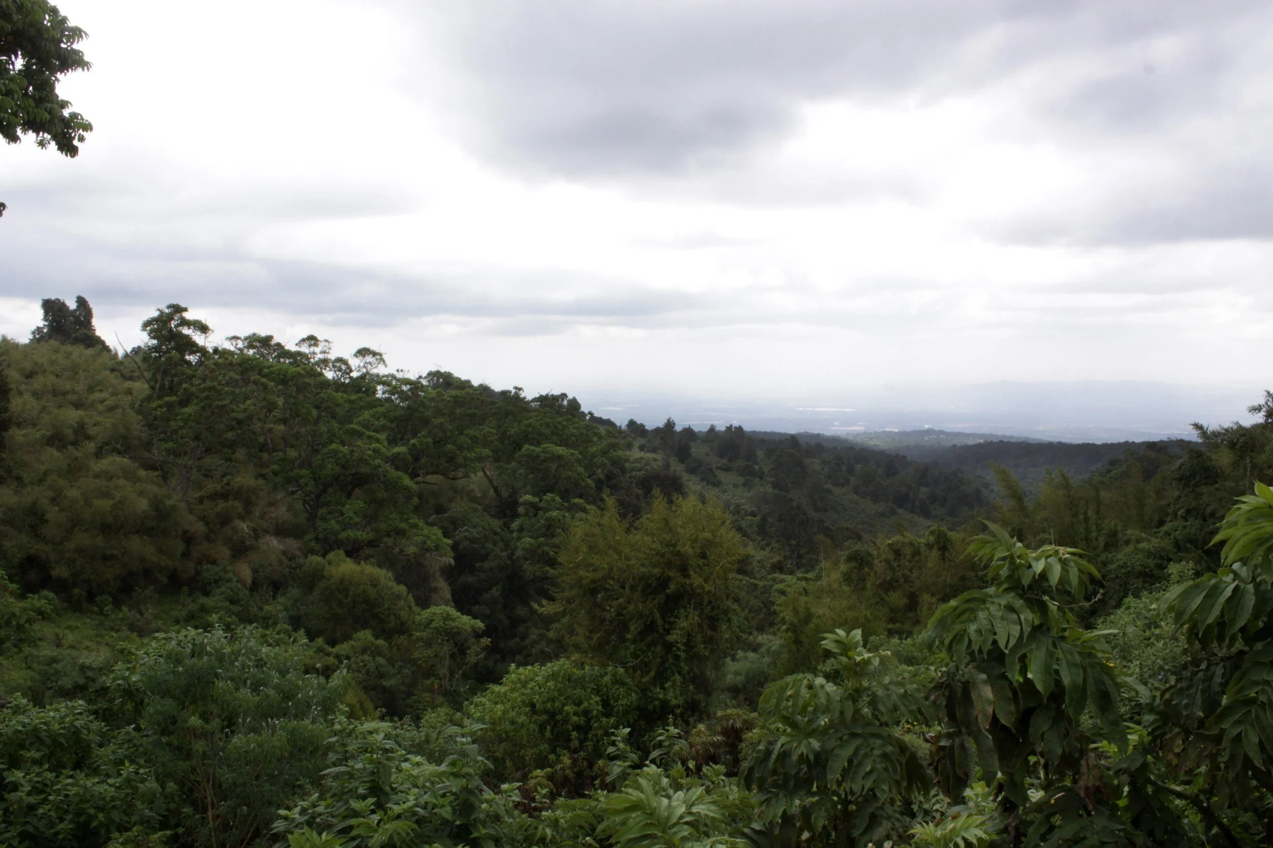 Our Work — International Tree Foundation