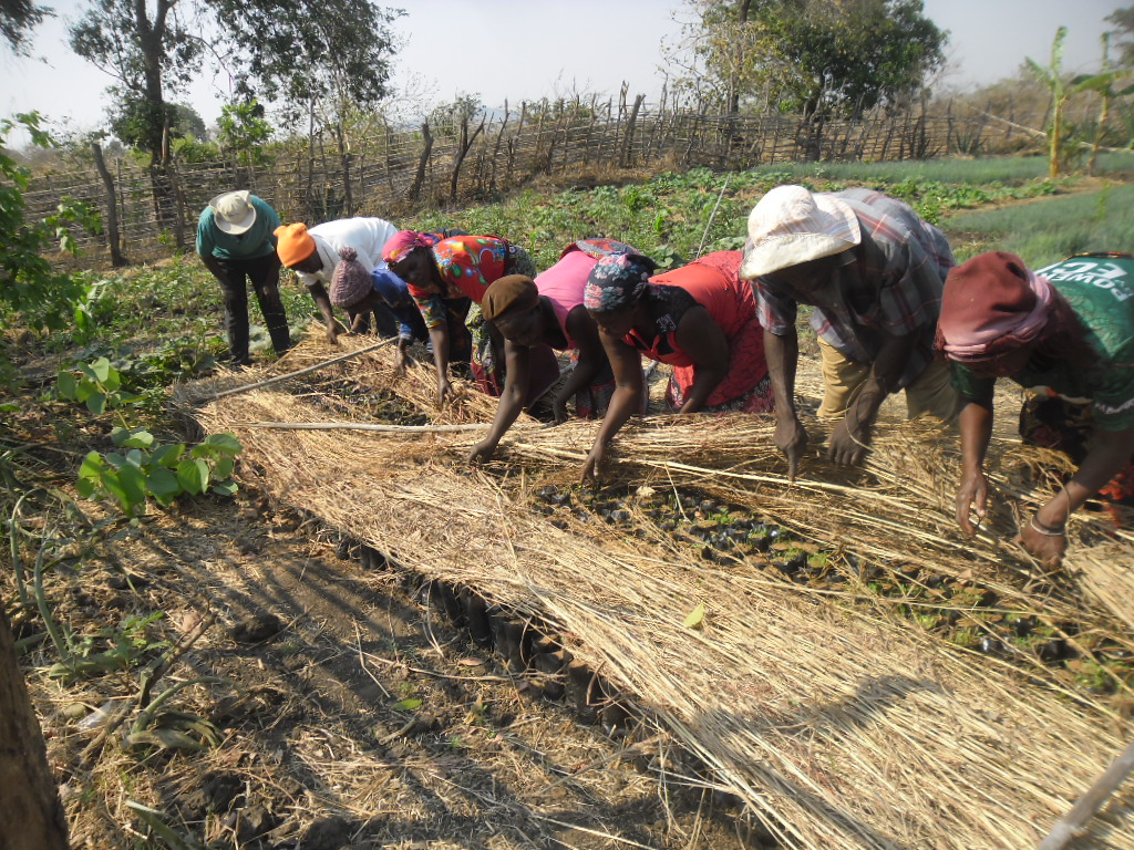 International Tree Foundation