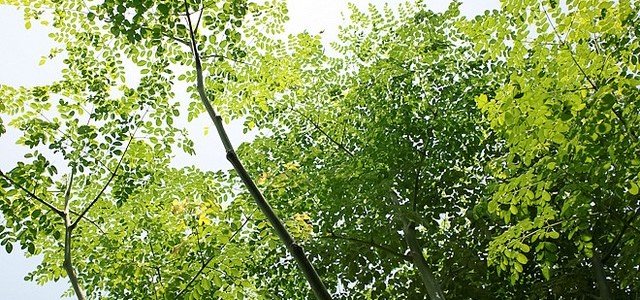 Moringa: the ‘Miracle Tree’ — International Tree Foundation