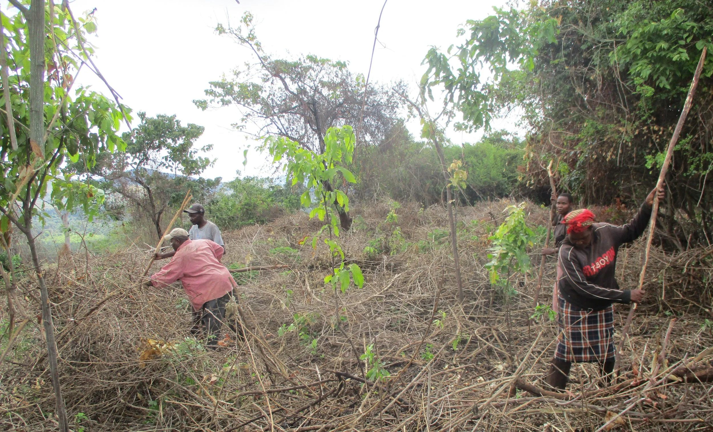 Restoration of Mount Kenya Landscape — International Tree Foundation