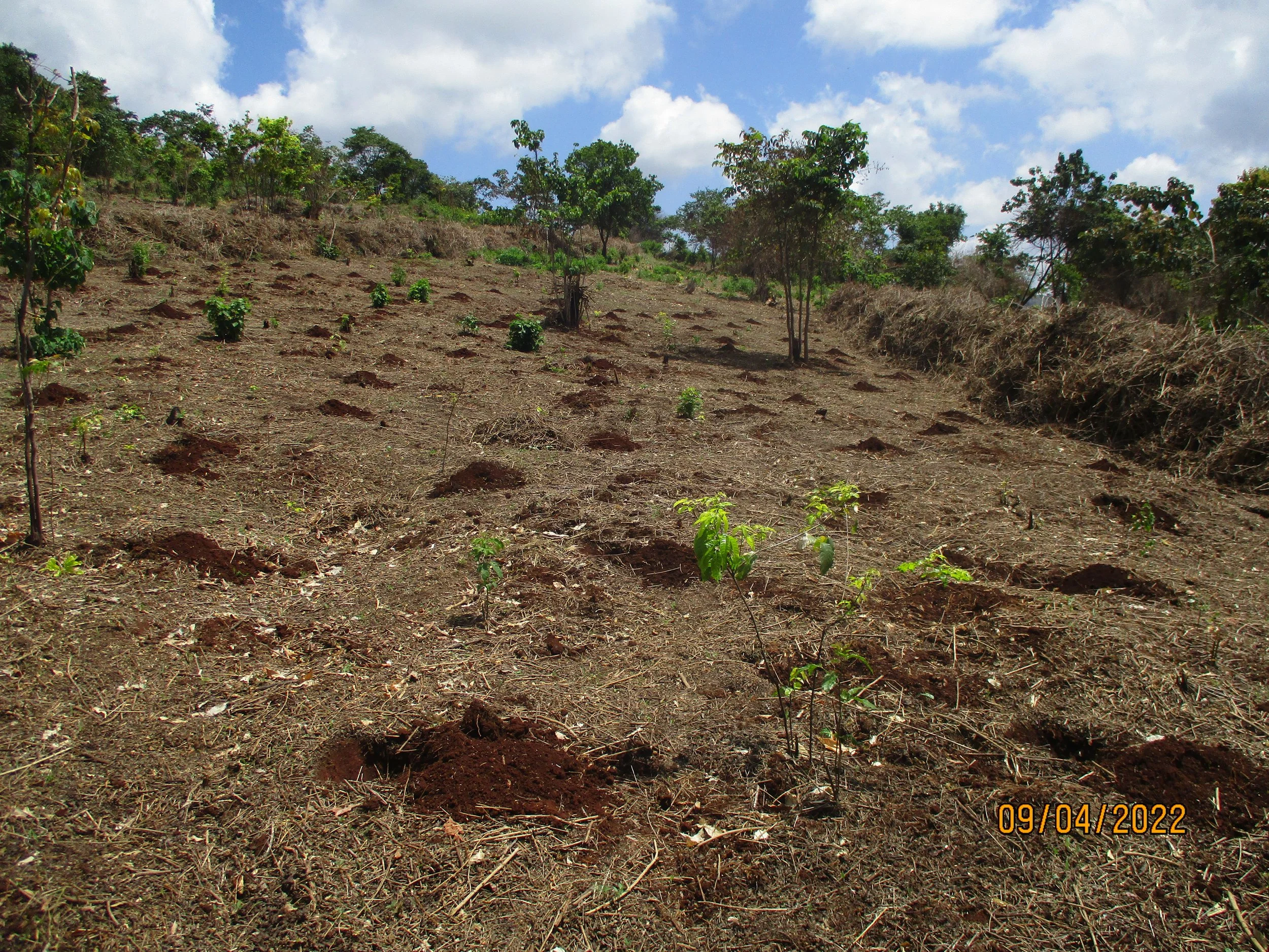 Restoration of Mount Kenya Landscape — International Tree Foundation