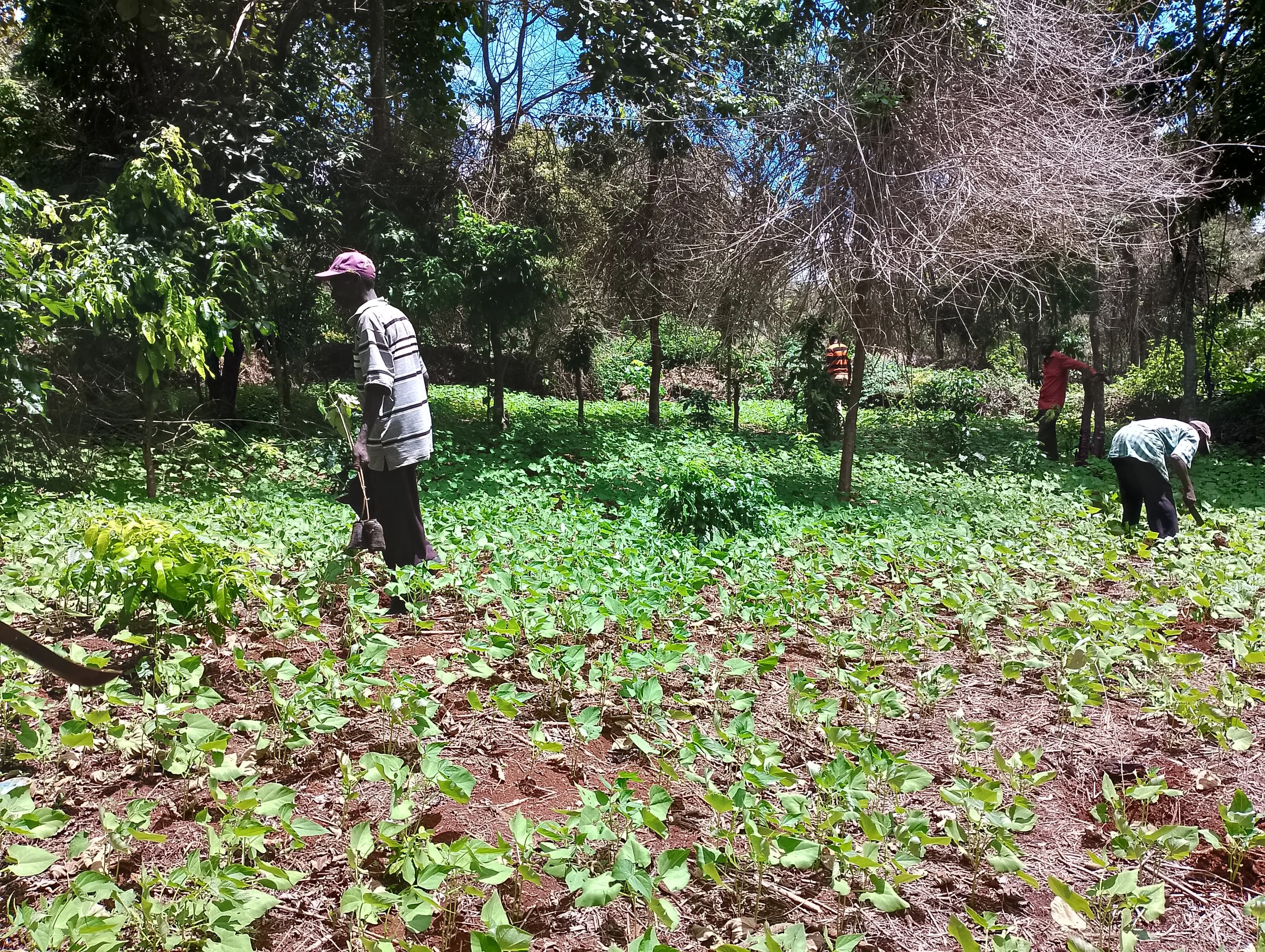 Restoration of Mount Kenya Landscape — International Tree Foundation