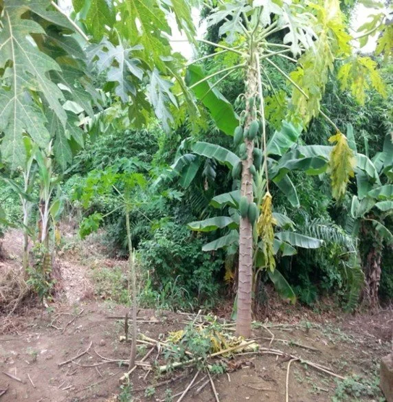 Fruit Trees and Ogbono Soup — International Tree Foundation