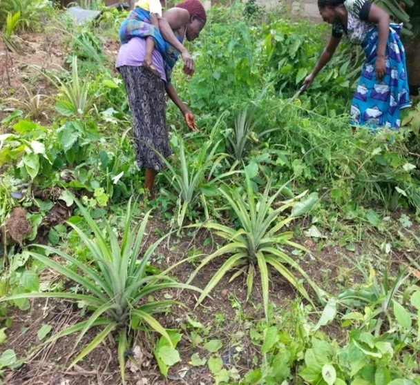 Fruit Trees and Ogbono Soup — International Tree Foundation