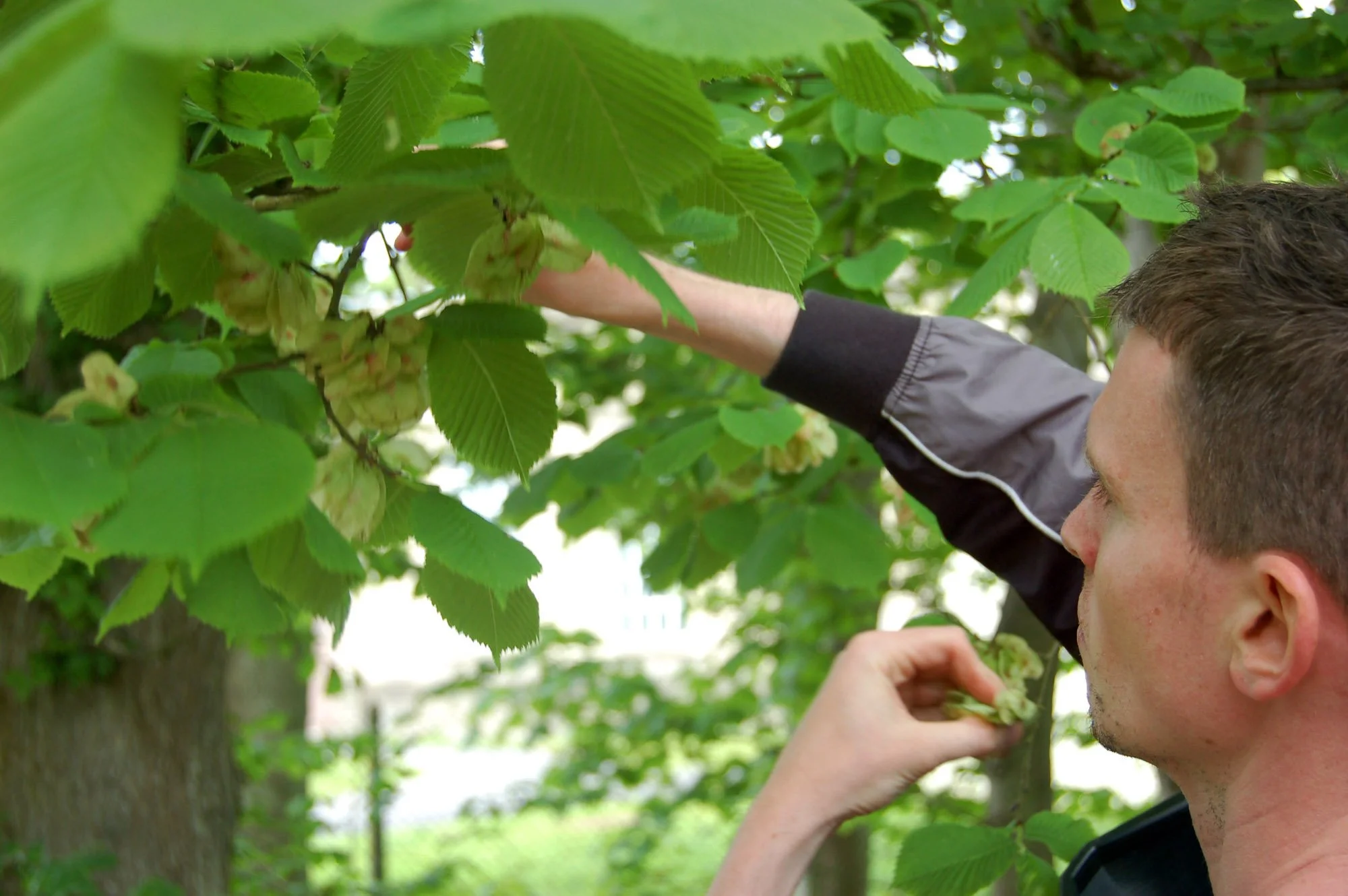 Elm Trees Return to the English Countryside — International Tree Foundation