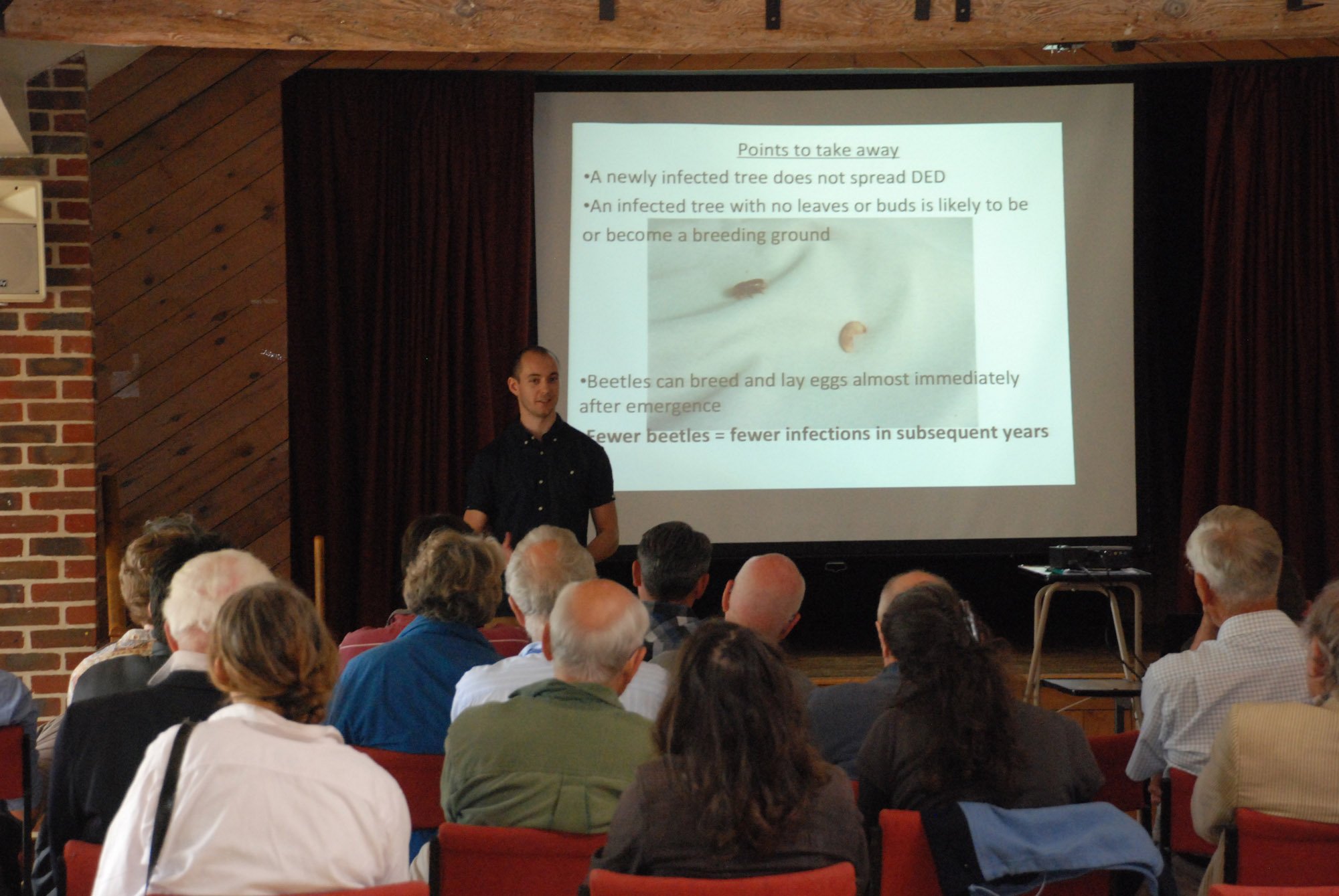 Elm Trees Return to the English Countryside — International Tree Foundation