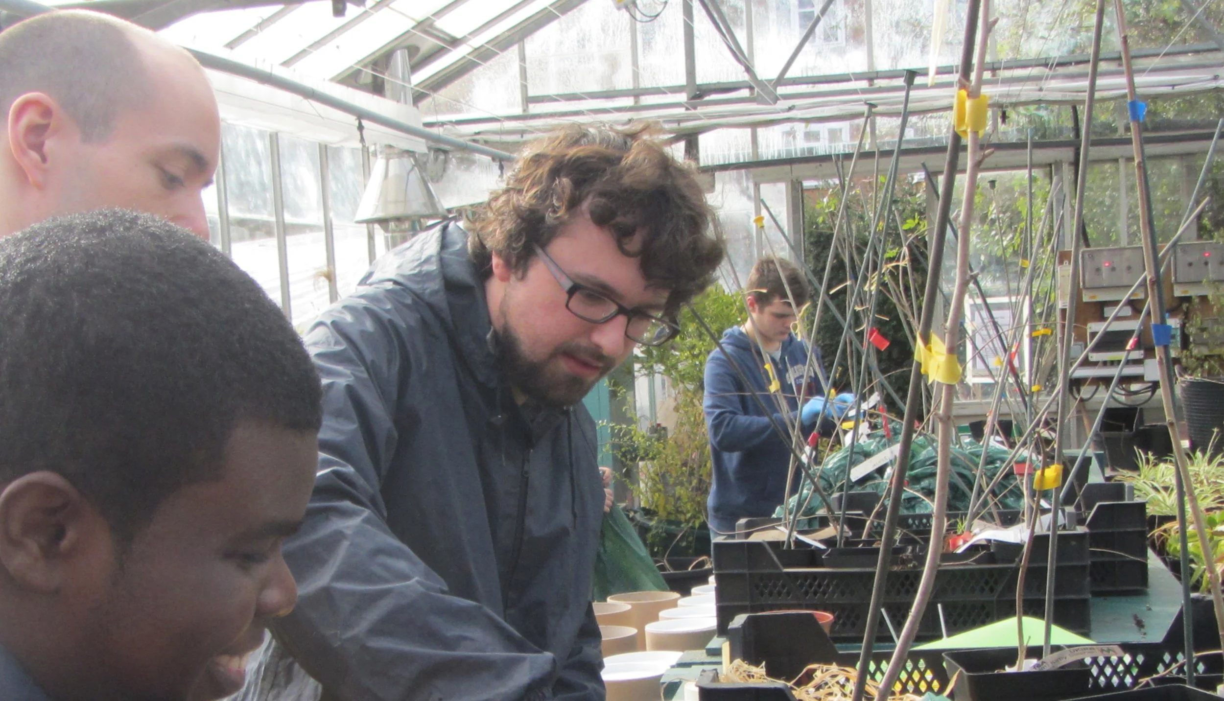 Elm Trees Return to the English Countryside — International Tree Foundation