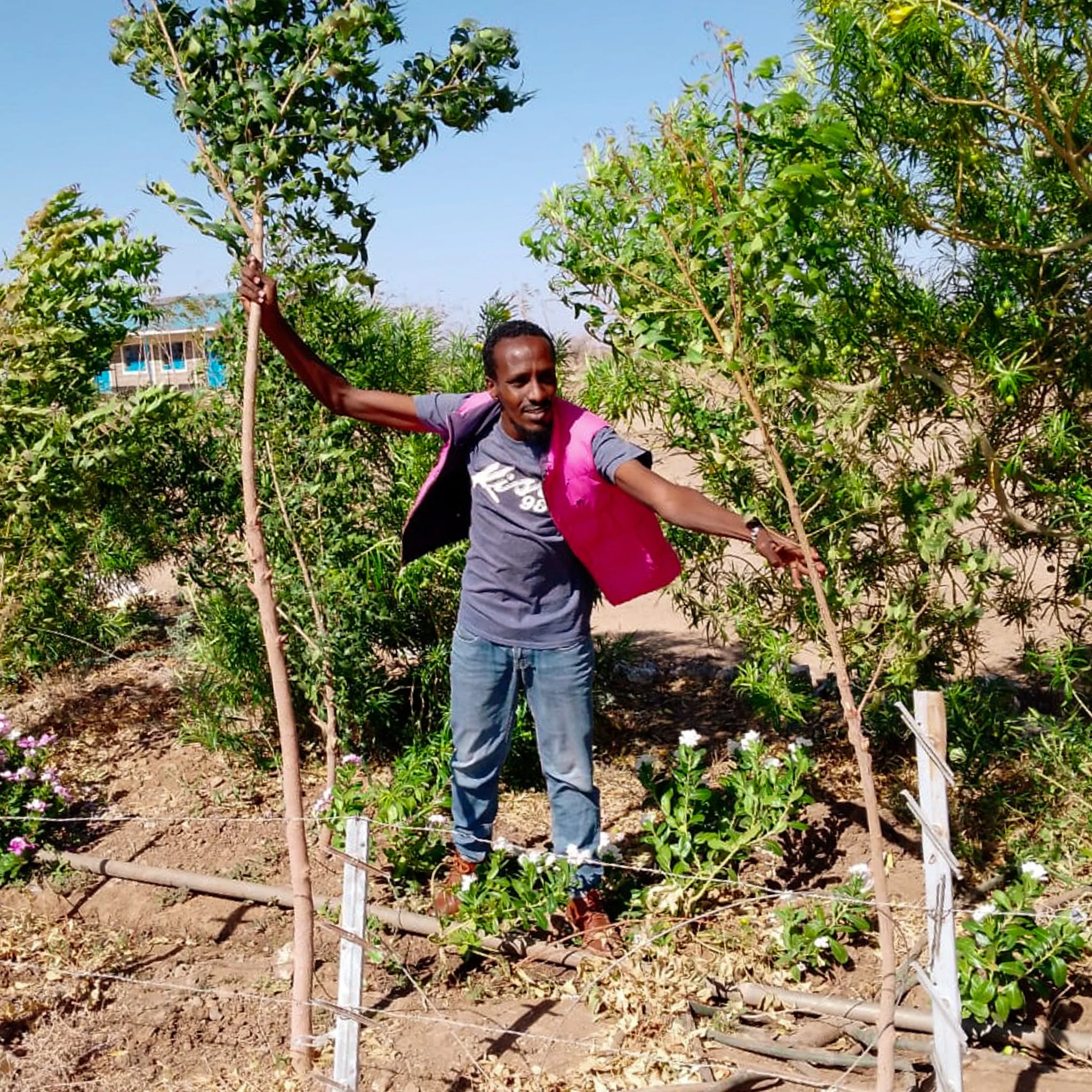 Planting trees for climate change resilience — International Tree ...