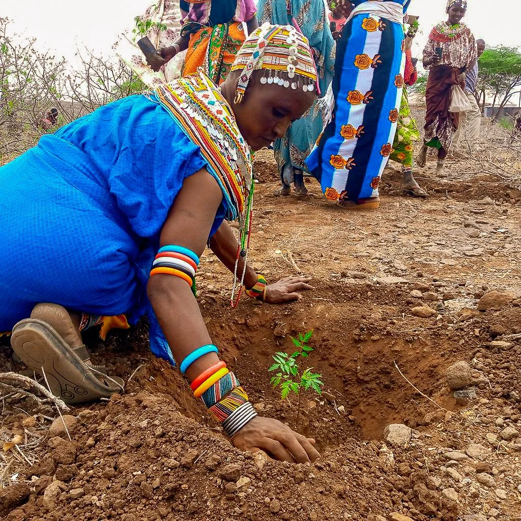 Planting trees for climate change resilience — International Tree ...