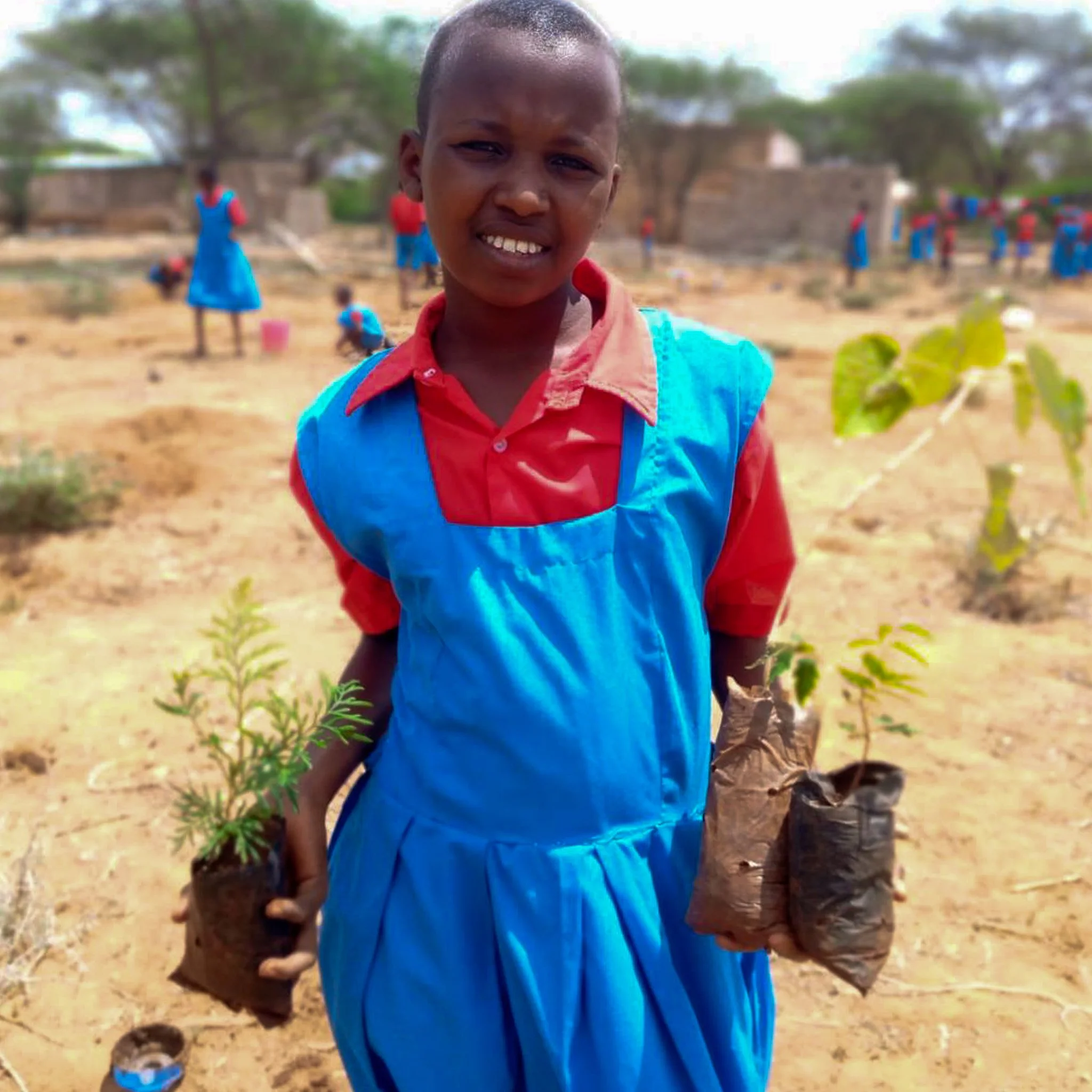 Planting trees for climate change resilience — International Tree ...