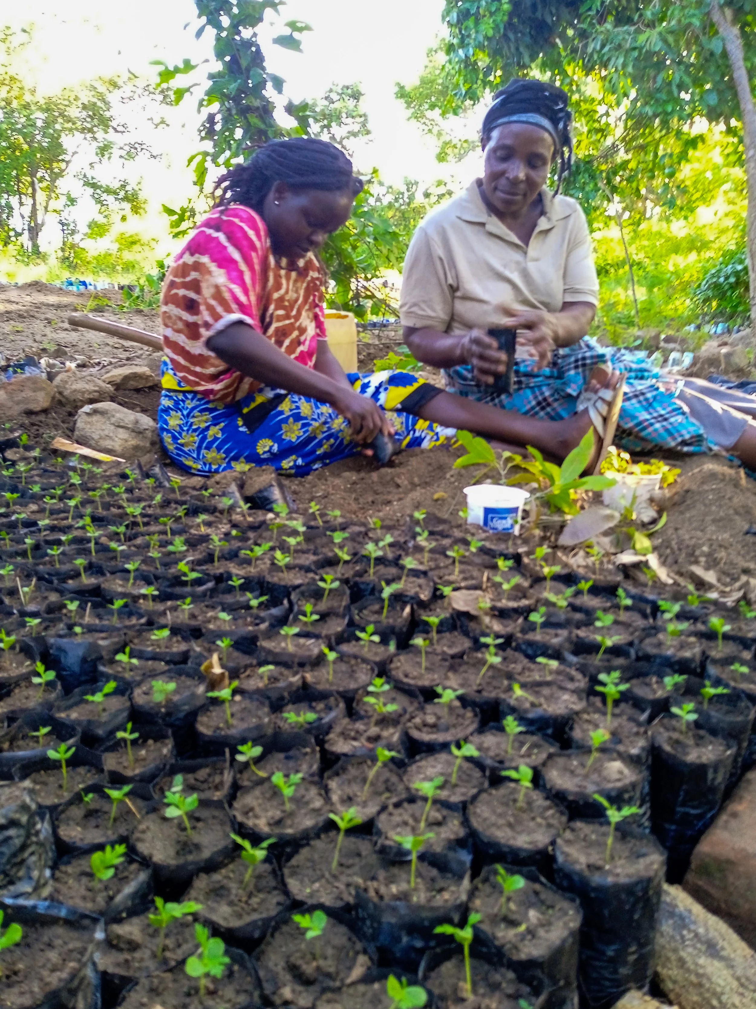 Our mission to replenish Kitui County — International Tree Foundation