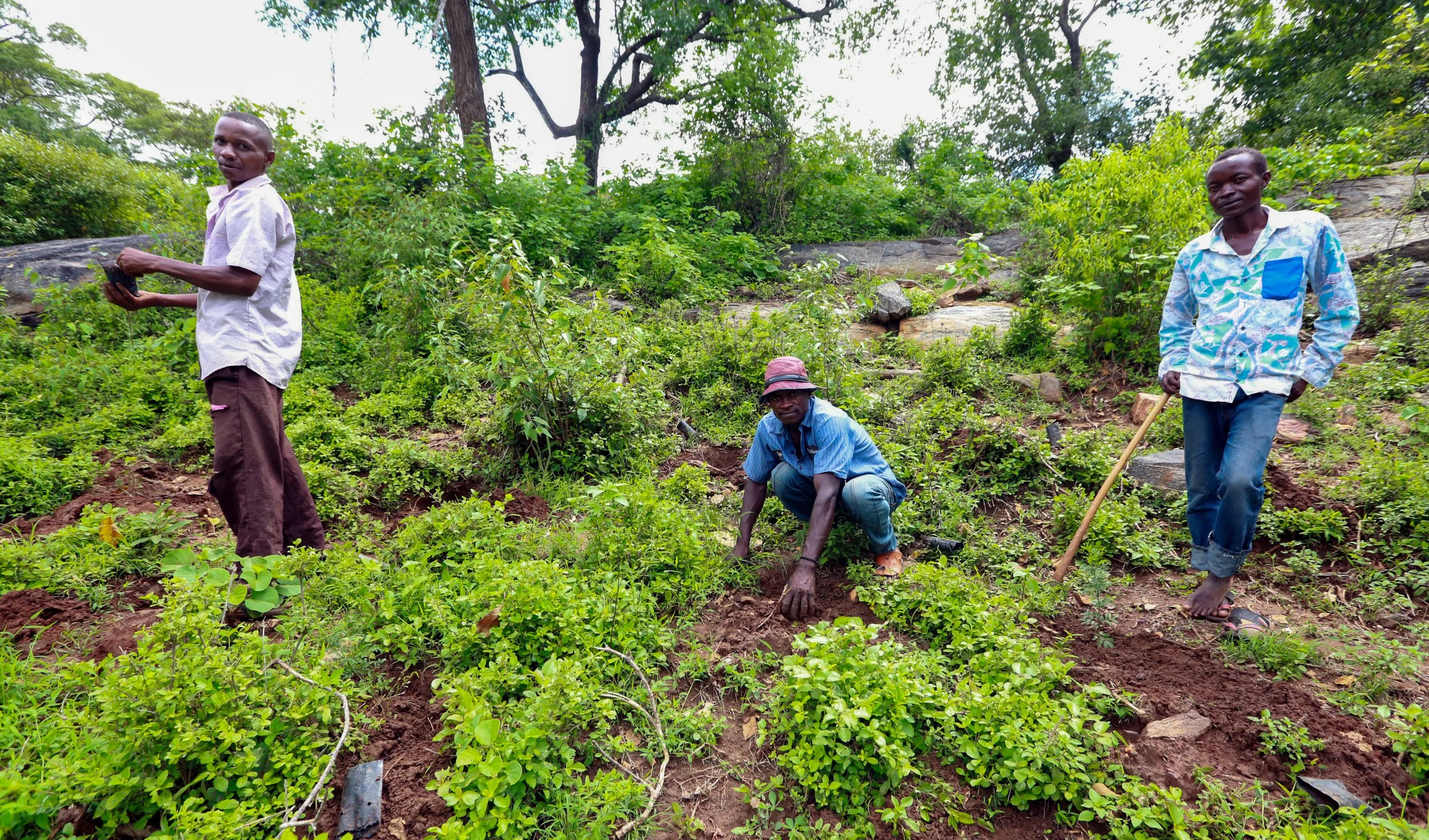 Healing Mutuluni Forest — International Tree Foundation