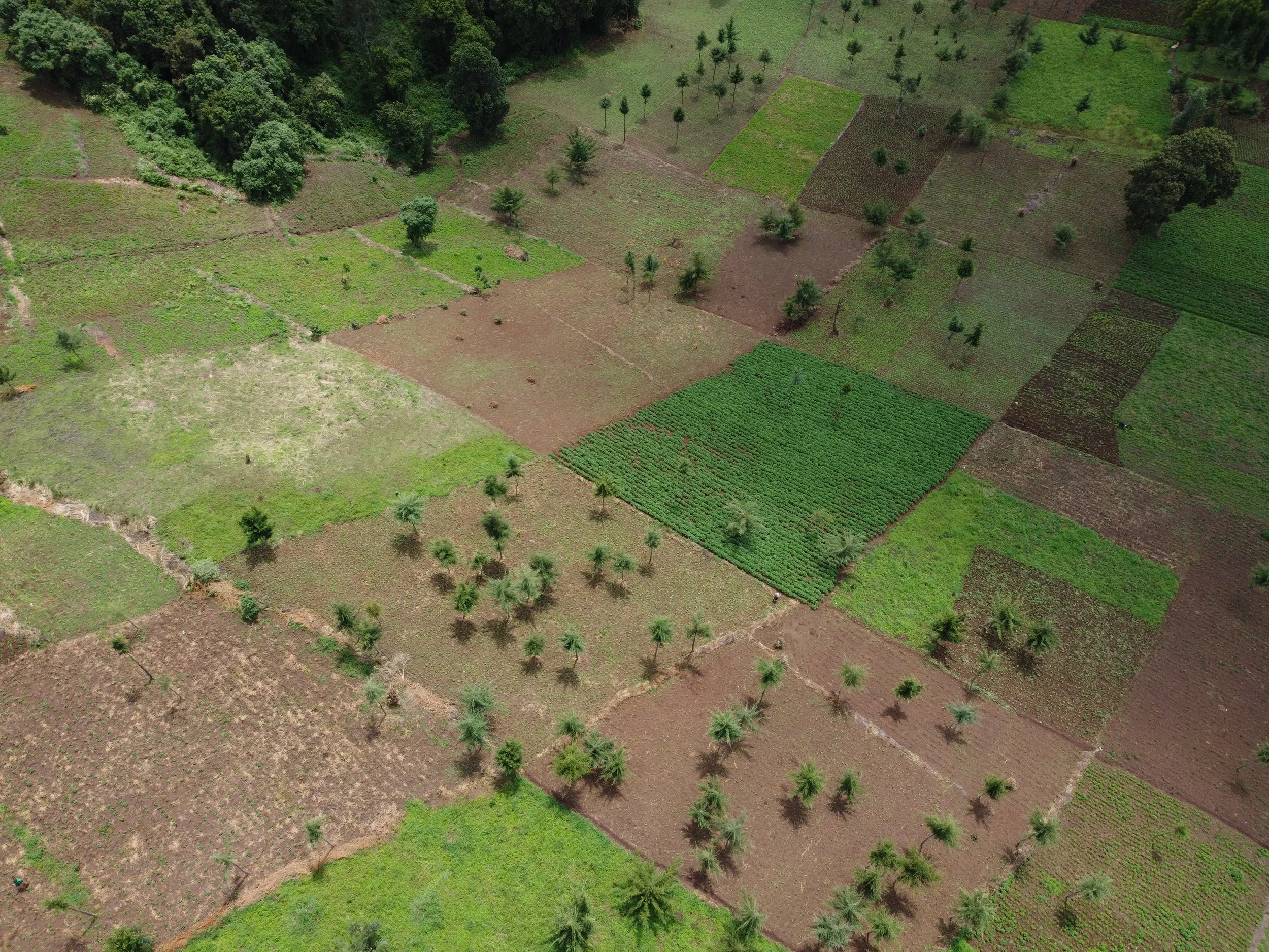 A community-led effort to restore and protect Dundori Forest ...