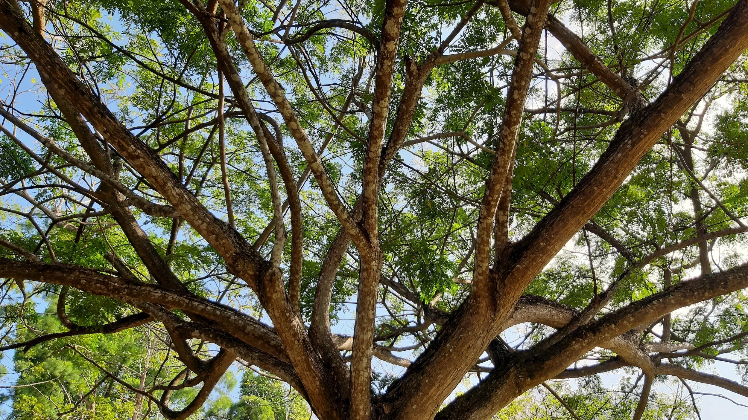 Our work — International Tree Foundation