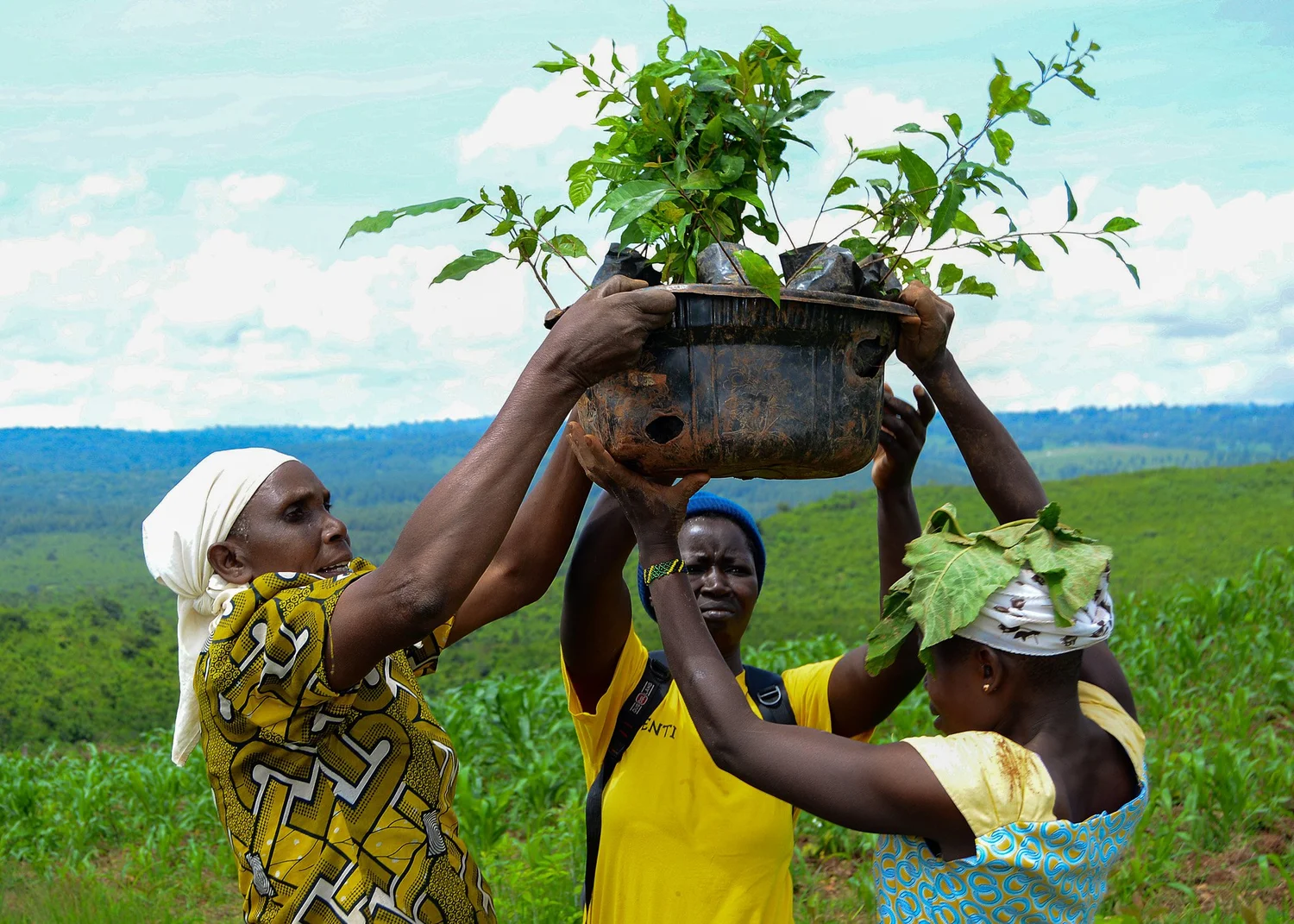 Plant trees as a business — International Tree Foundation