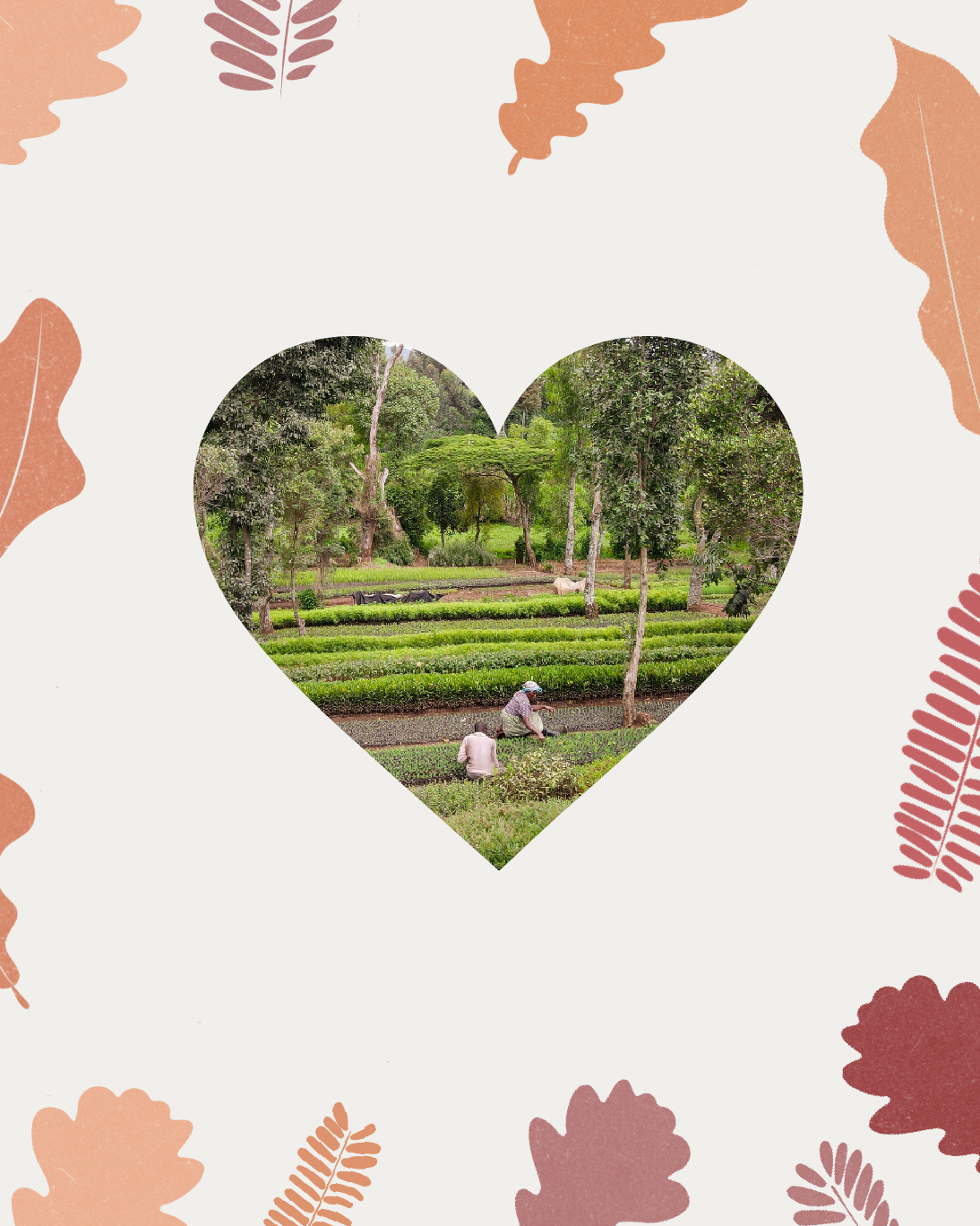 Give a sustainable gift this Valentine's Day — International Tree ...