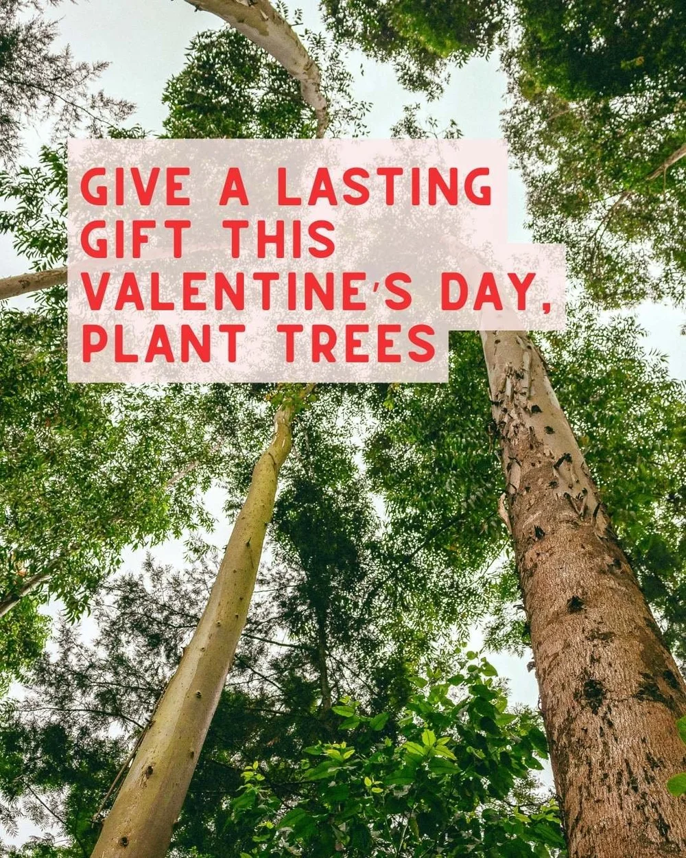 Shop our tree gifts — International Tree Foundation