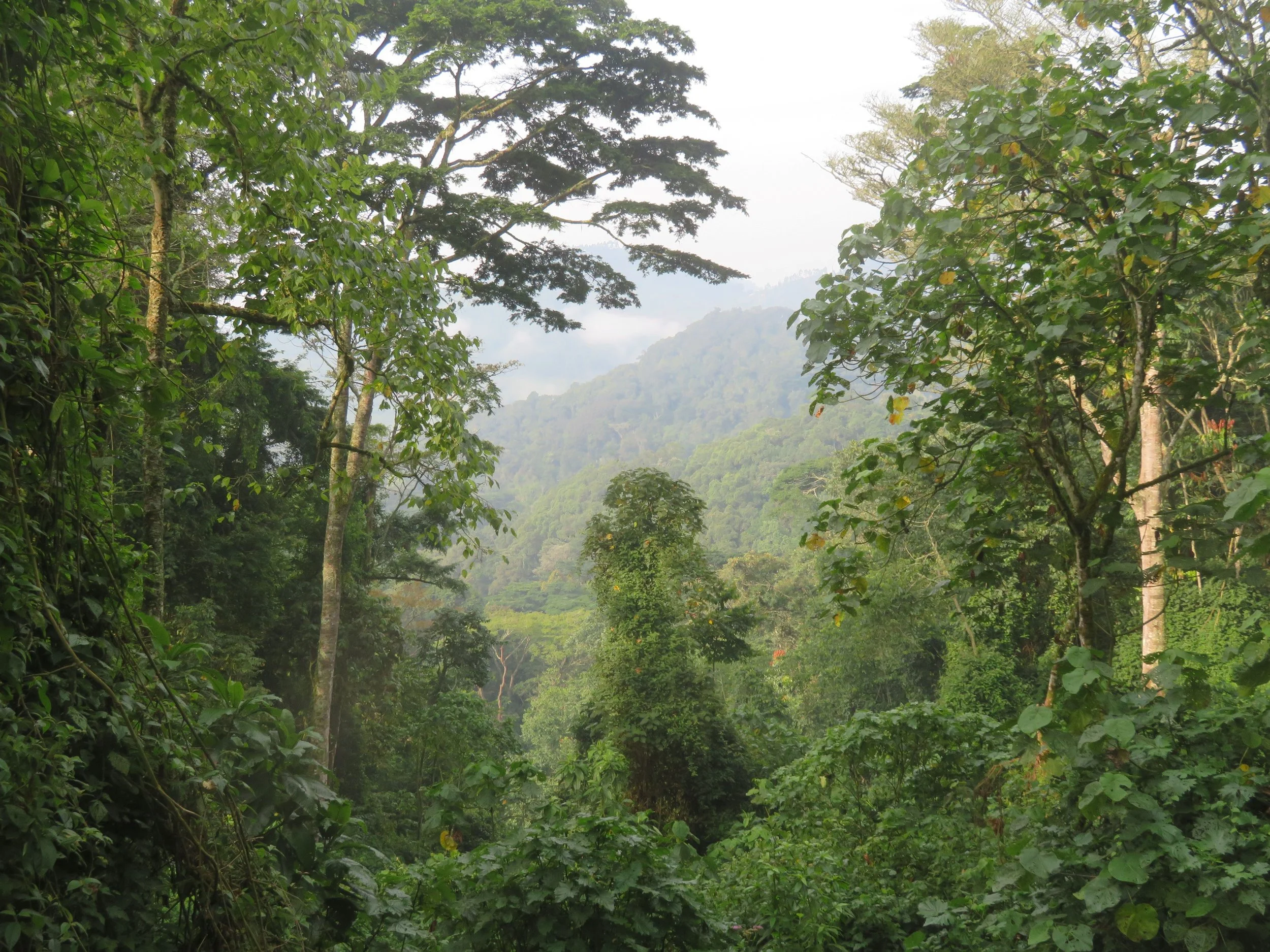 Plant trees to restore Bwindi Forest — International Tree Foundation