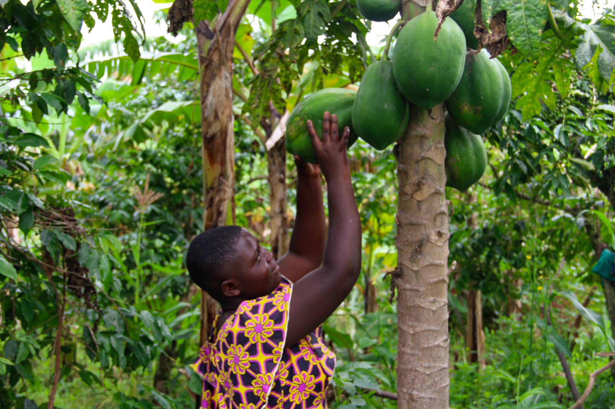 Our work — International Tree Foundation