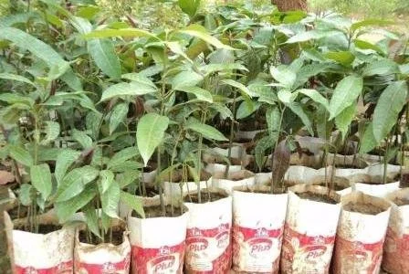 Sacred Trees at the Heart of Reforestation — International Tree Foundation