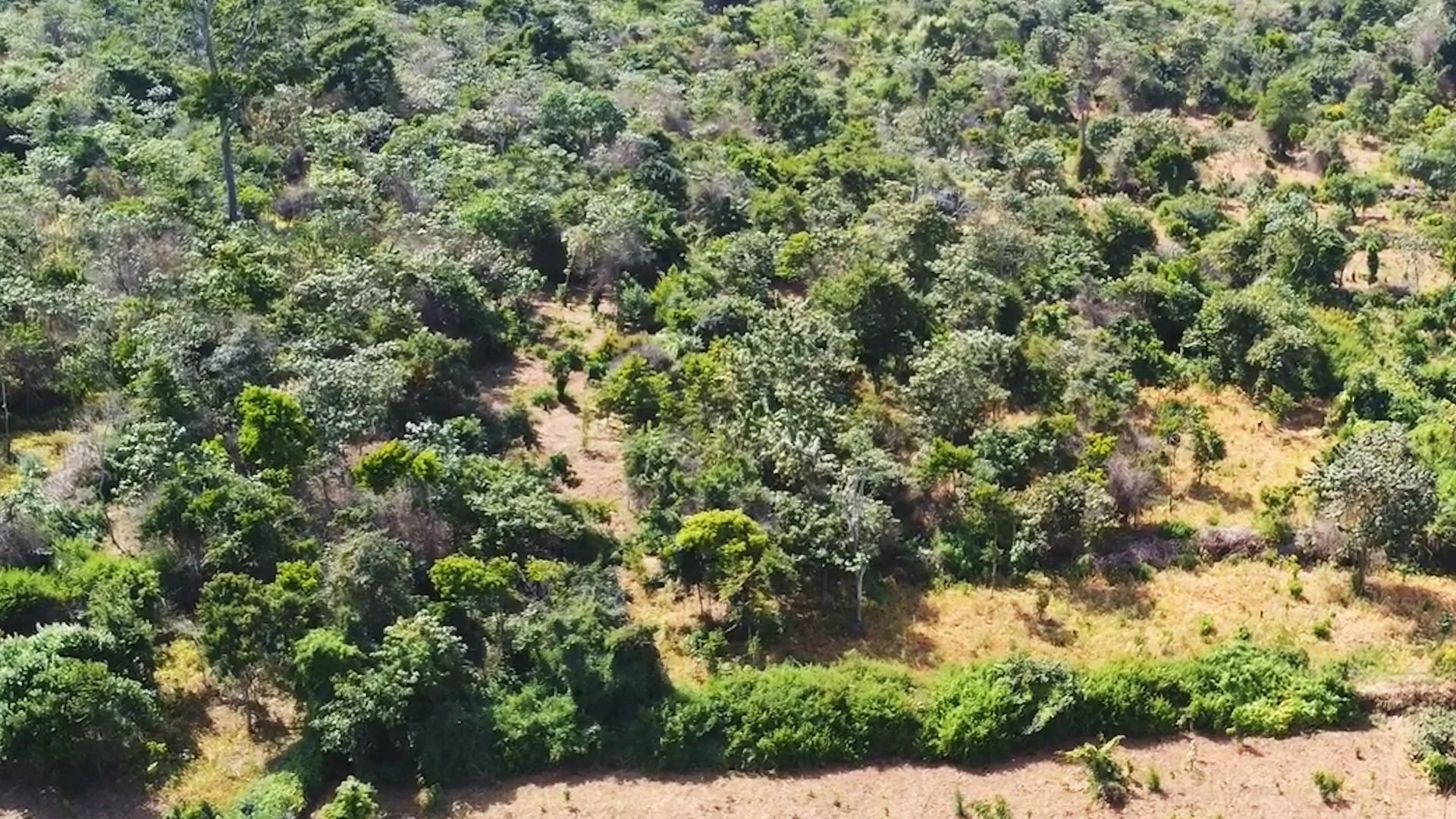 International Tree Foundation