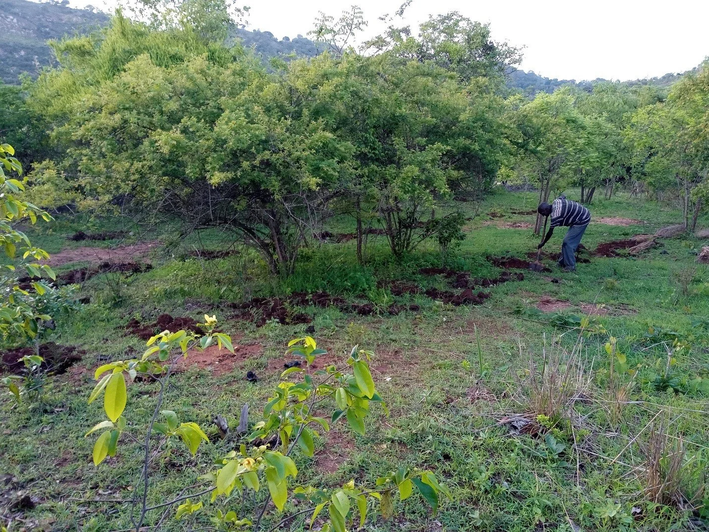 Project Update: Climate Change Adaptation in Kitui — International Tree ...