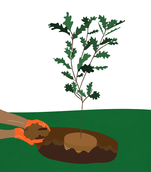 How to plant a tree — International Tree Foundation