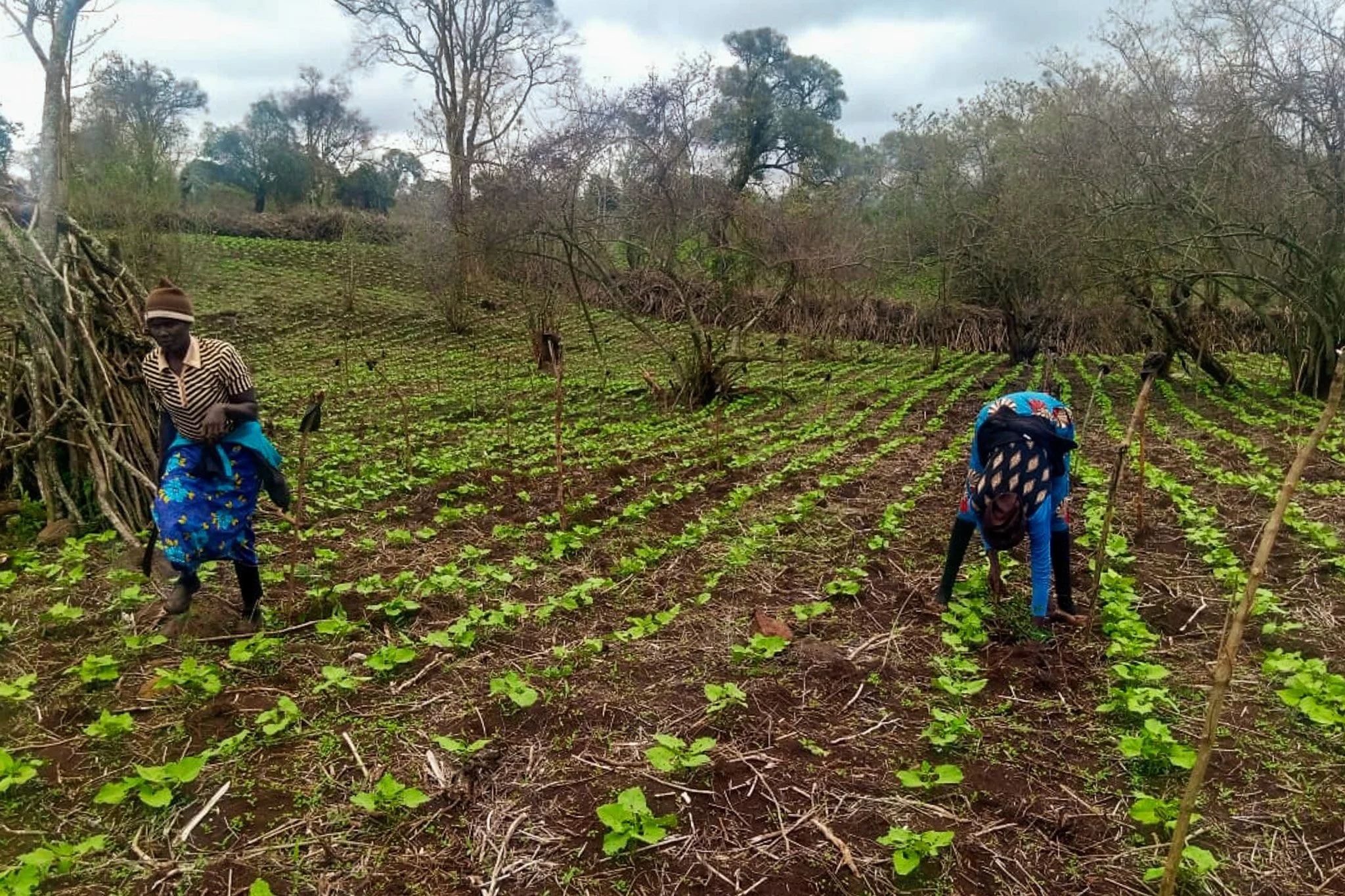 Protecting Kenya’s forests with eco-friendly cooking stoves ...