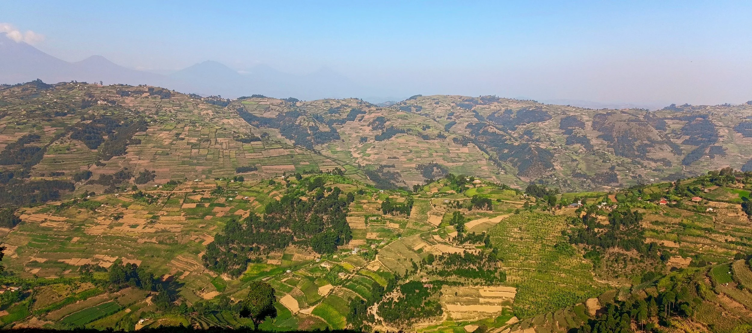 Planting trees and growing futures — International Tree Foundation