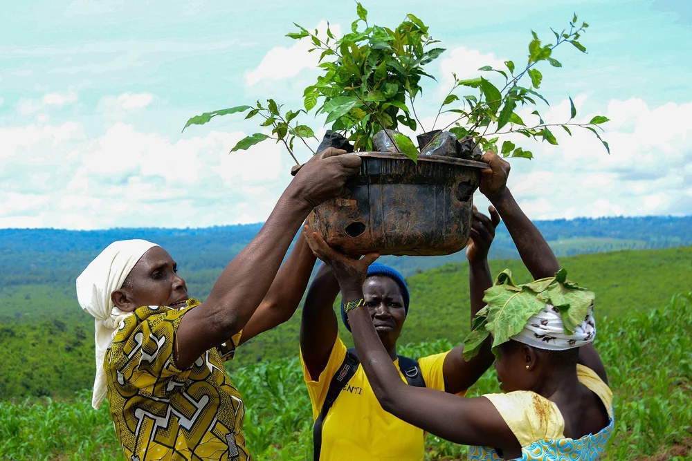 Plant trees as business — International Tree Foundation