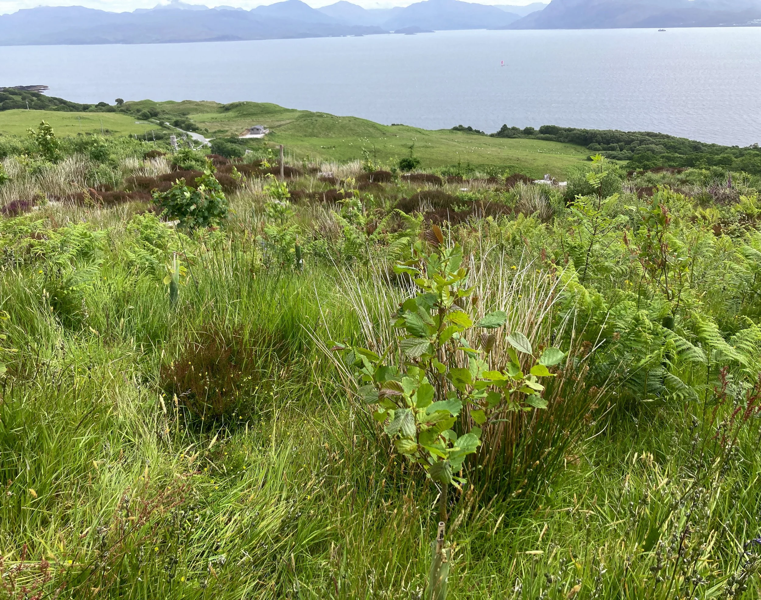 Regeneration on the Isle of Skye — International Tree Foundation