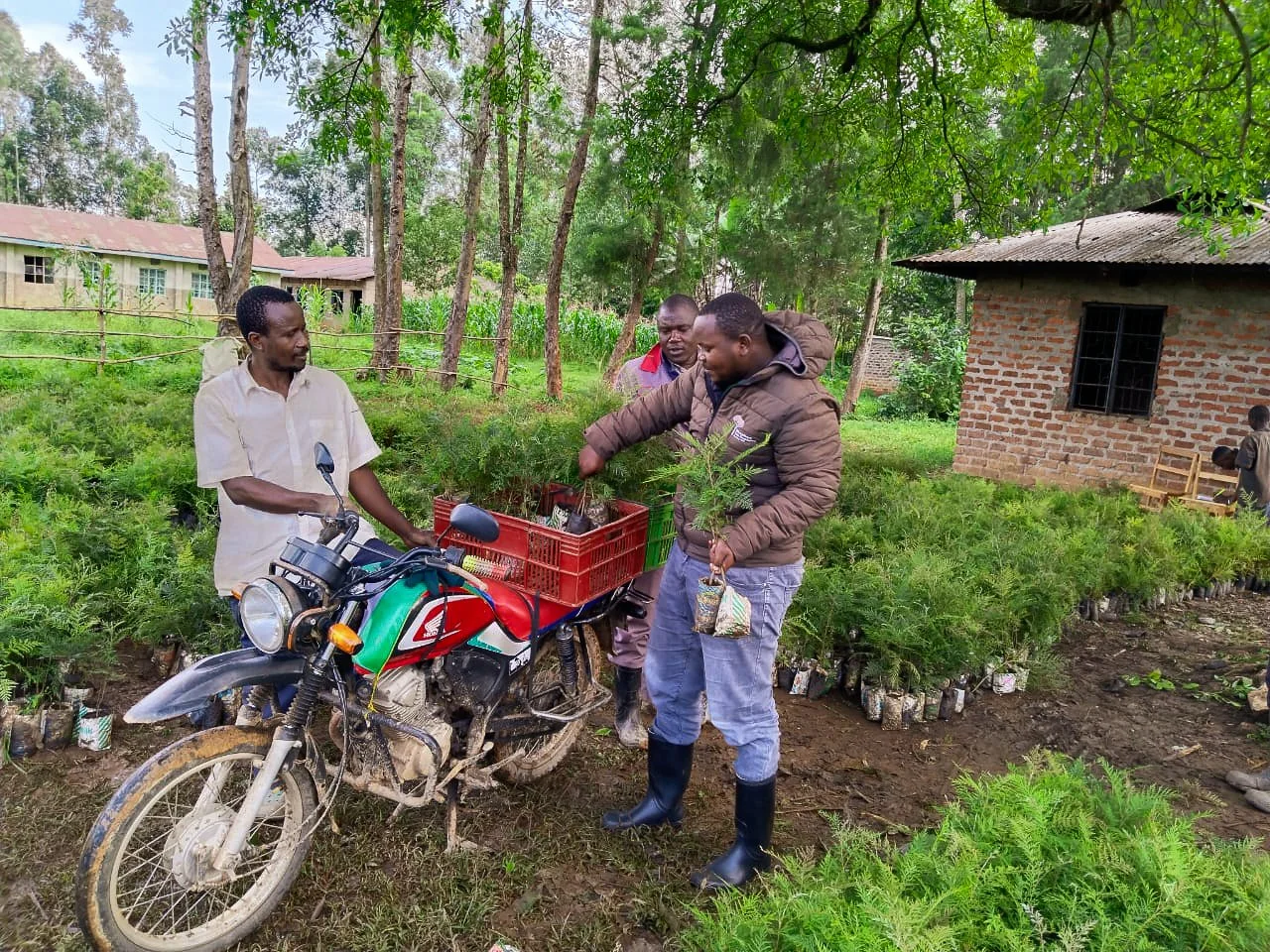 International Tree Foundation