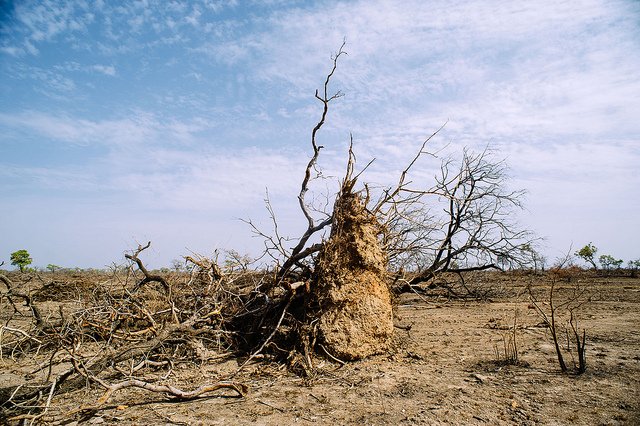World Day to Combat Desertification 17 June — International Tree Foundation