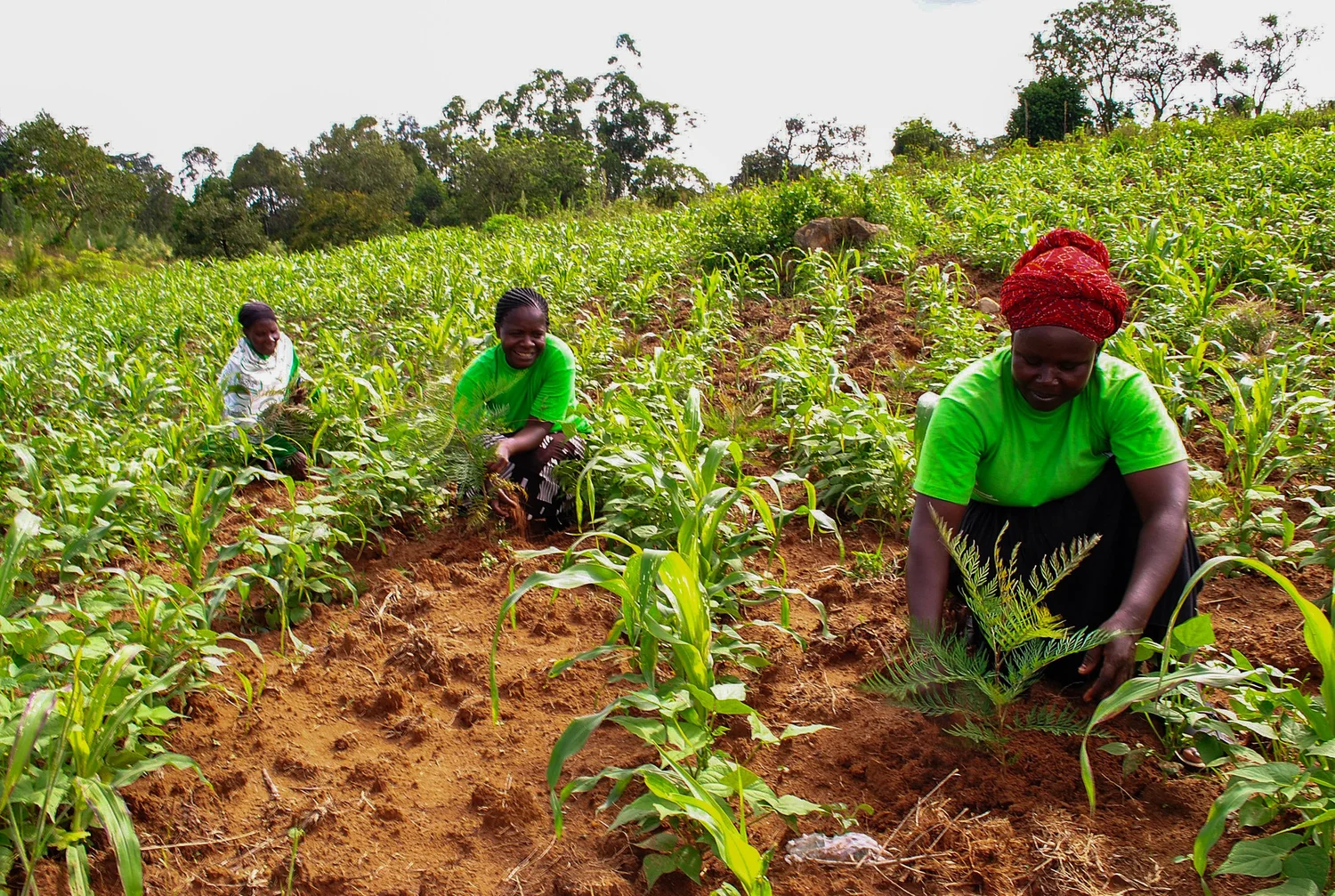 How farmers in Western Kenya are transforming their lives through trees ...