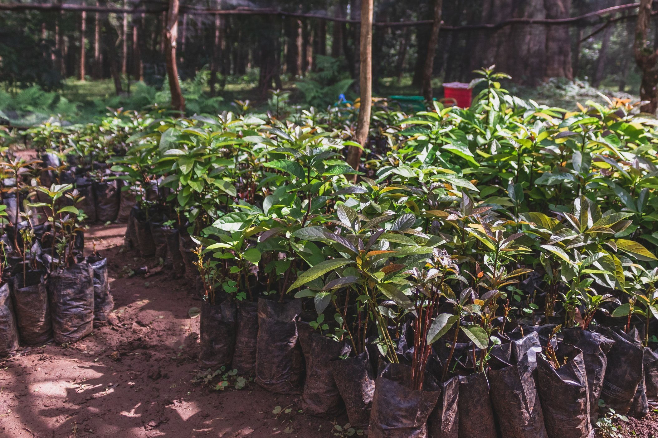 How women are leading the restoration of Kakamega Rainforest ...
