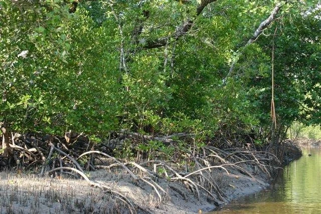 Building community resilience through mangrove restoration in Zanzibar ...
