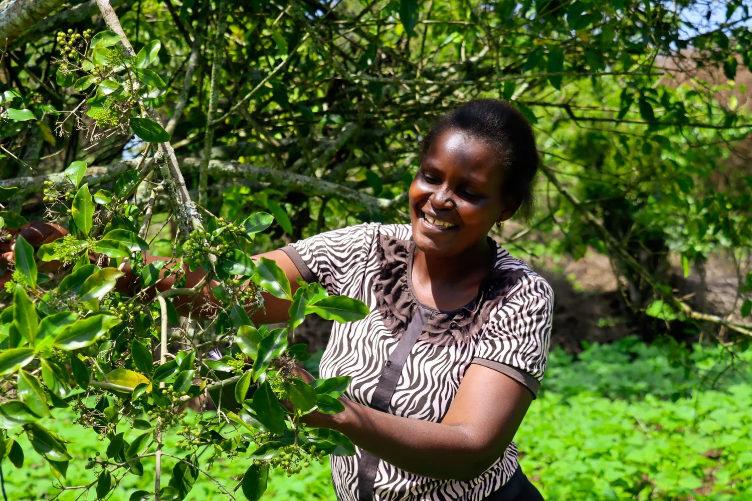 Meet the people fighting to save Kenya’s trees — International Tree ...
