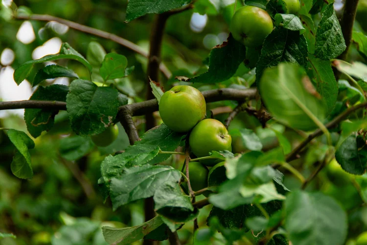 How trees help — International Tree Foundation