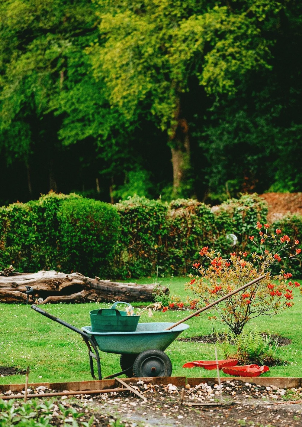 How to plant a tree in your garden — International Tree Foundation