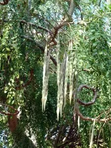 Moringa: the ‘Miracle Tree’ — International Tree Foundation